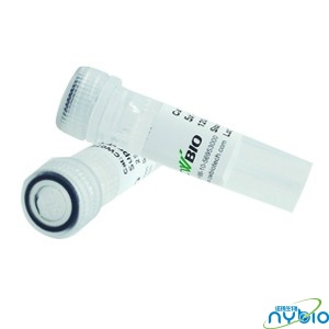 抗MBP标签鼠单克隆抗体，Anti MBP-Tag Mouse Monoclonal Antibody，货号-规格：CW0288M-100μl ...