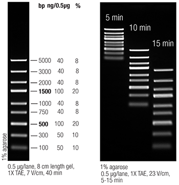 Thermo Scientific DNA Ladders（10bp-48502bp）专题 - 诺扬生物